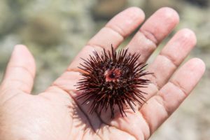 11 Sea Urchin Craft For Kids – The Kids Activites