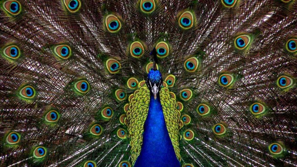 13 Peacock Craft For Kids